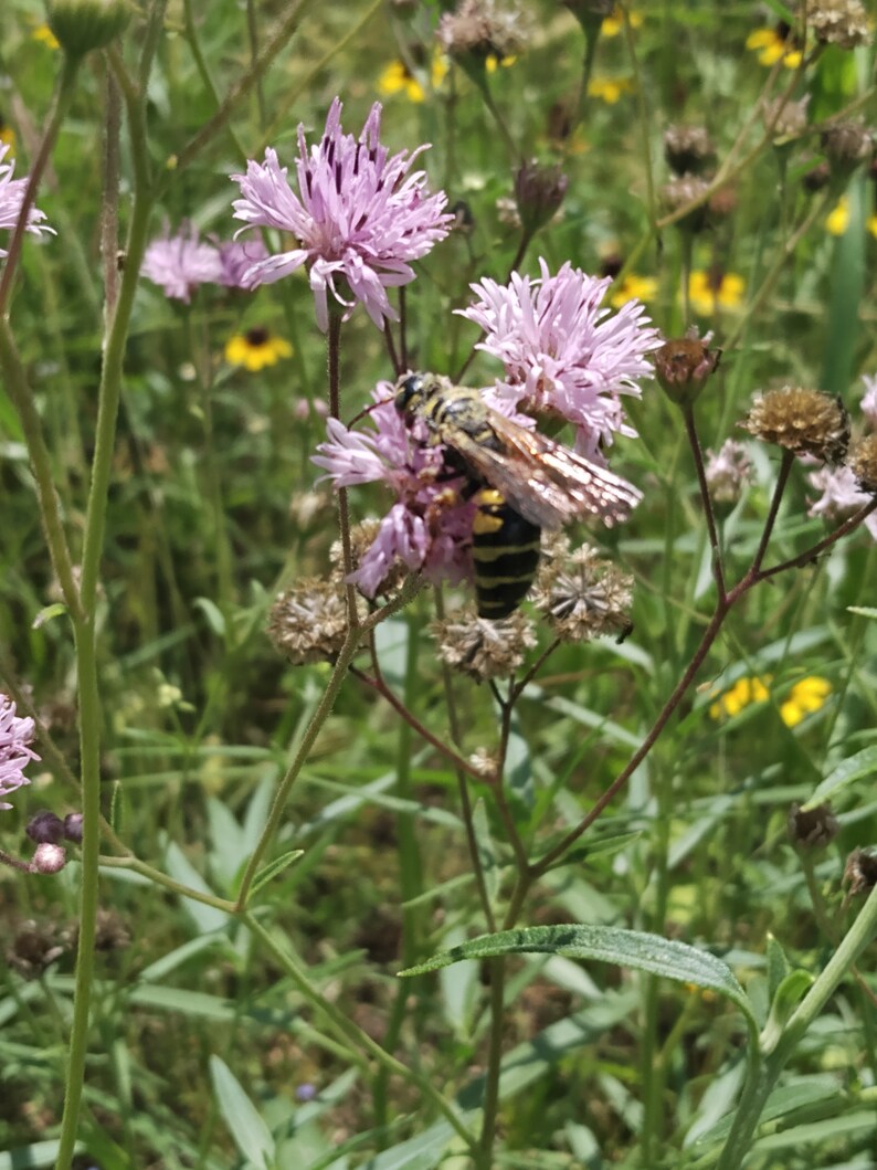 20 Texas Palafox Seeds - Palafoxia Texana - Etsy