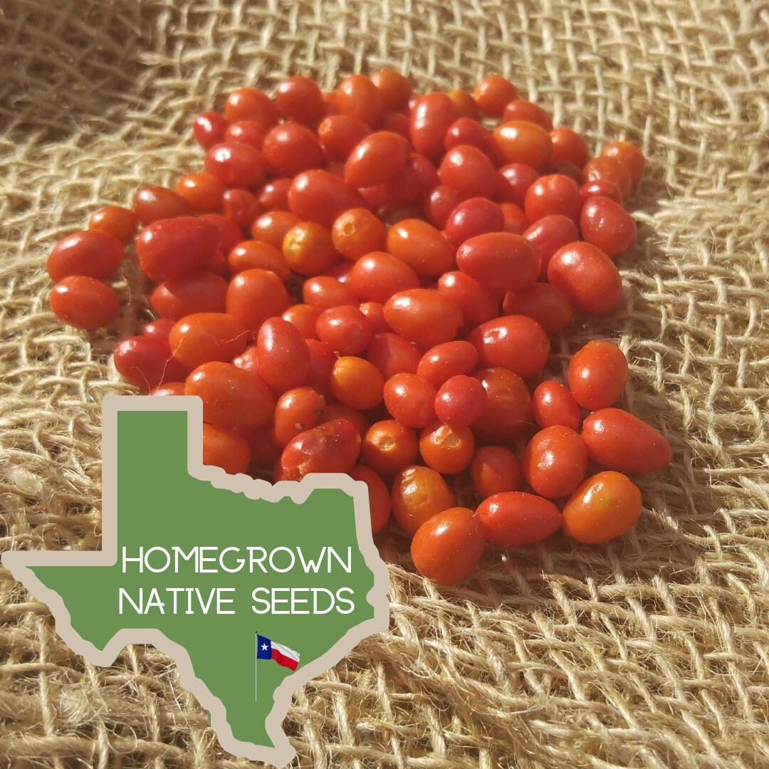 Chiltepin Seeds Capsicum Annum - Etsy