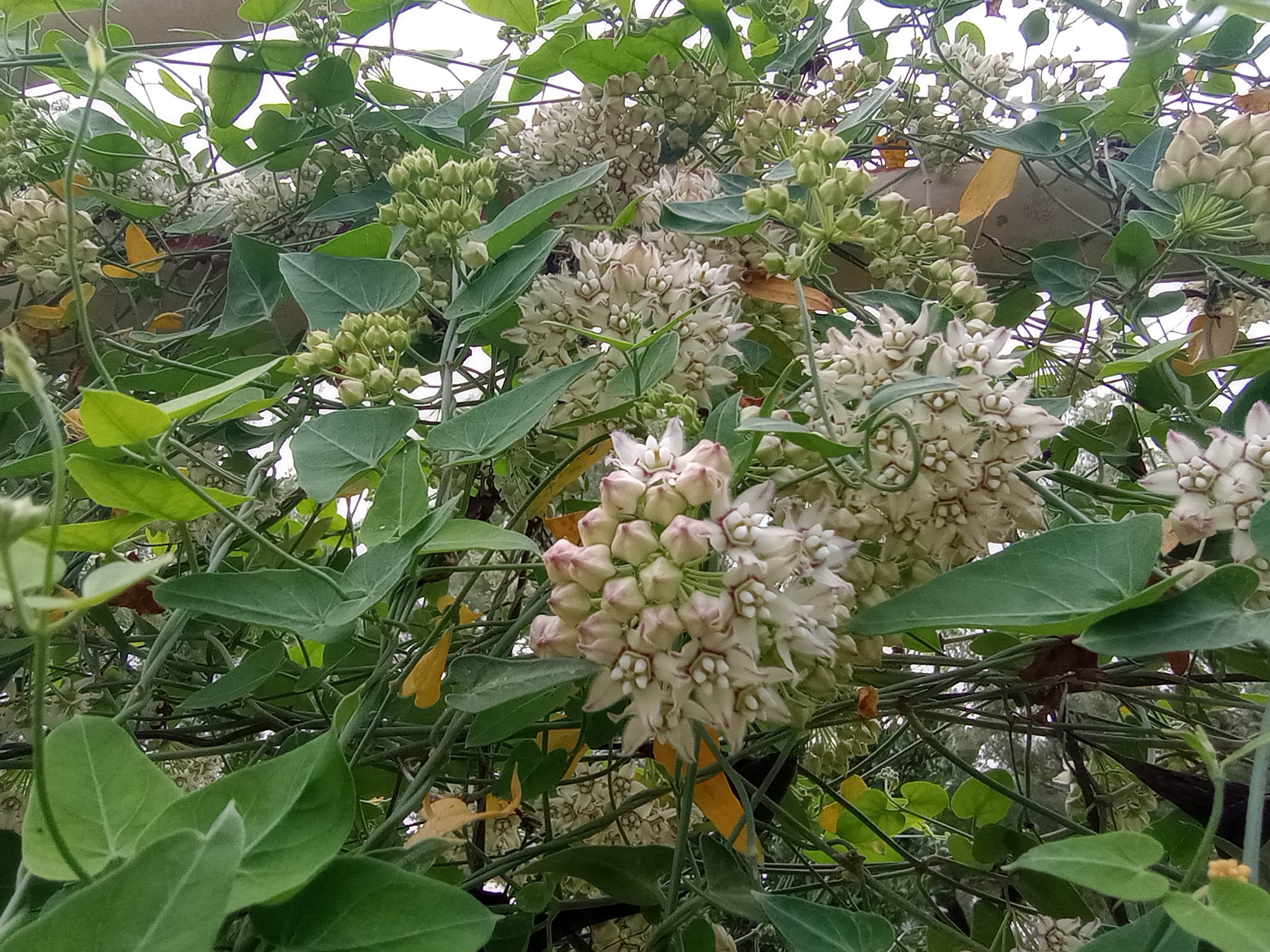 10 Climbing Milkweed Vine Seeds (funastrum Cynanchoides) | Monarch Host ...
