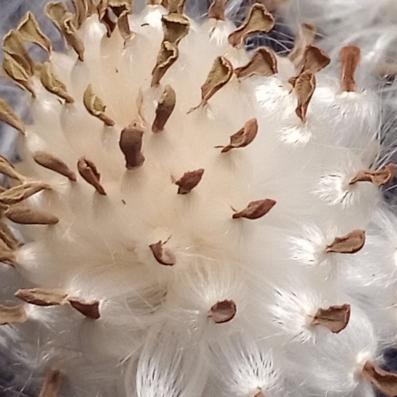 10 Climbing Milkweed Vine Seeds- Funastrum Cynanchoides - Etsy