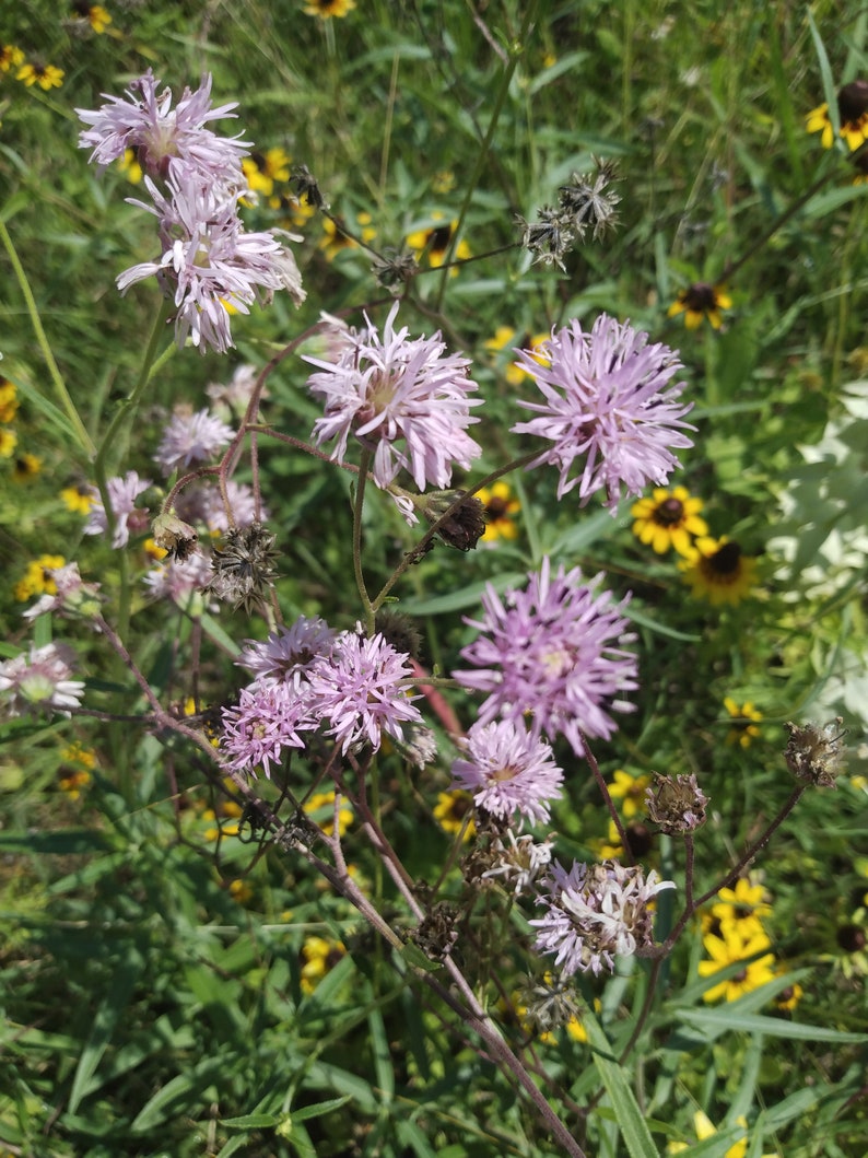 20 Texas Palafox Seeds - Palafoxia Texana - Etsy