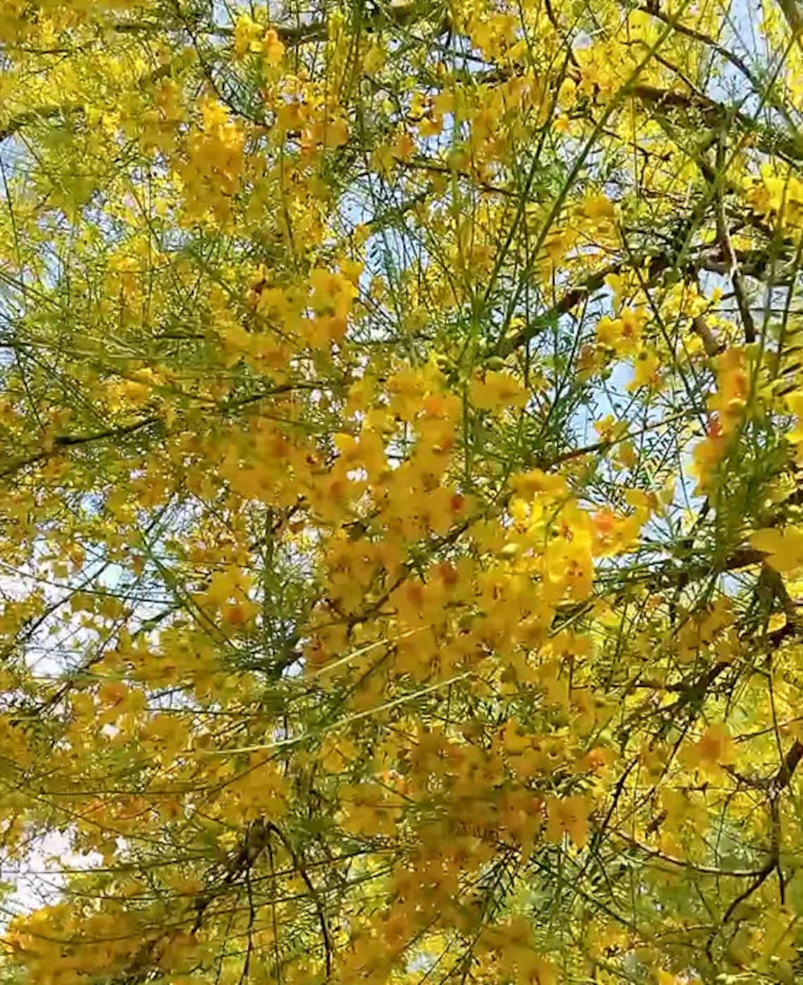 20 Retama Tree Seeds - Parkinsonia Aculeata - Etsy