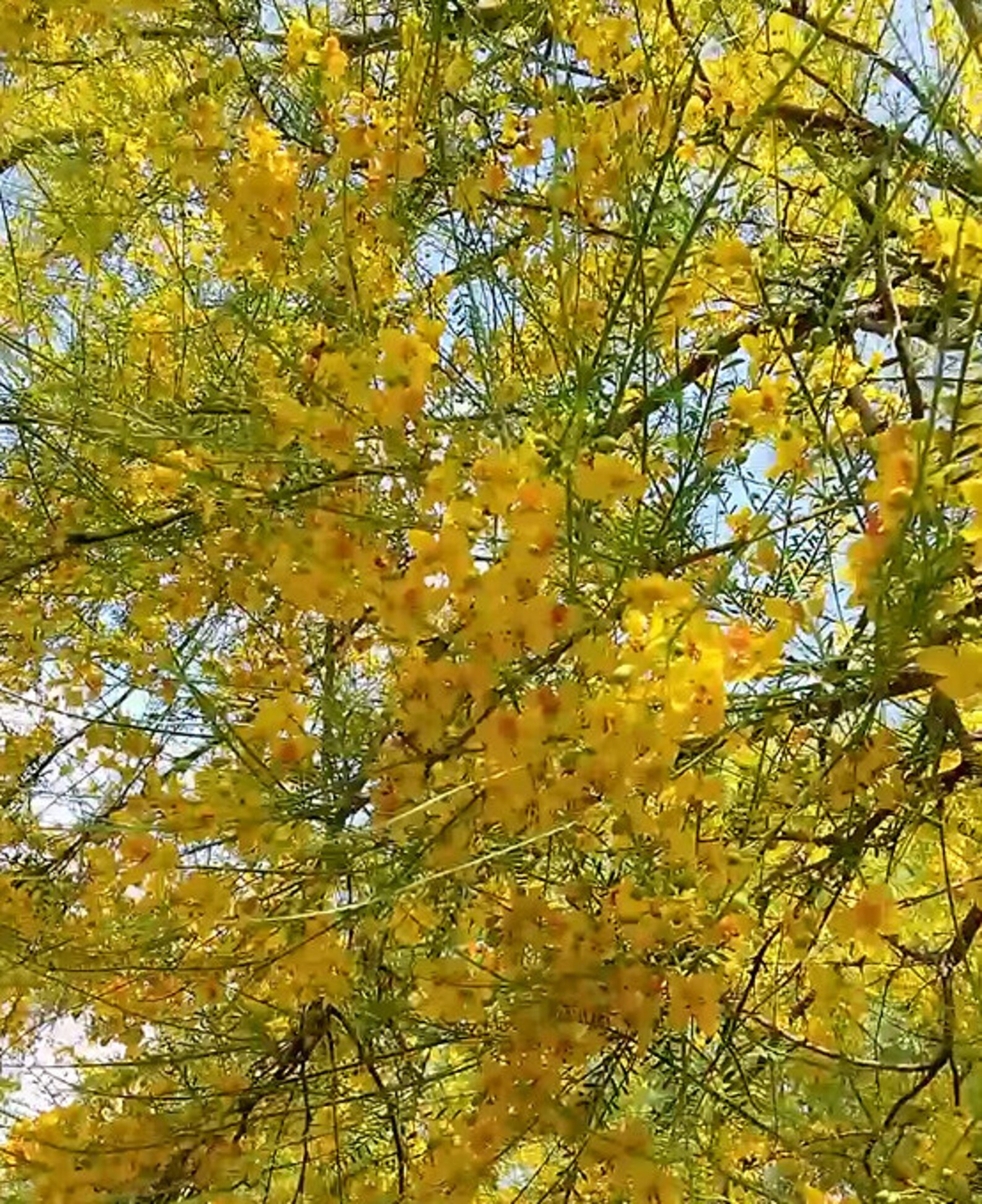 20 Retama Tree Seeds - Parkinsonia Aculeata - Etsy