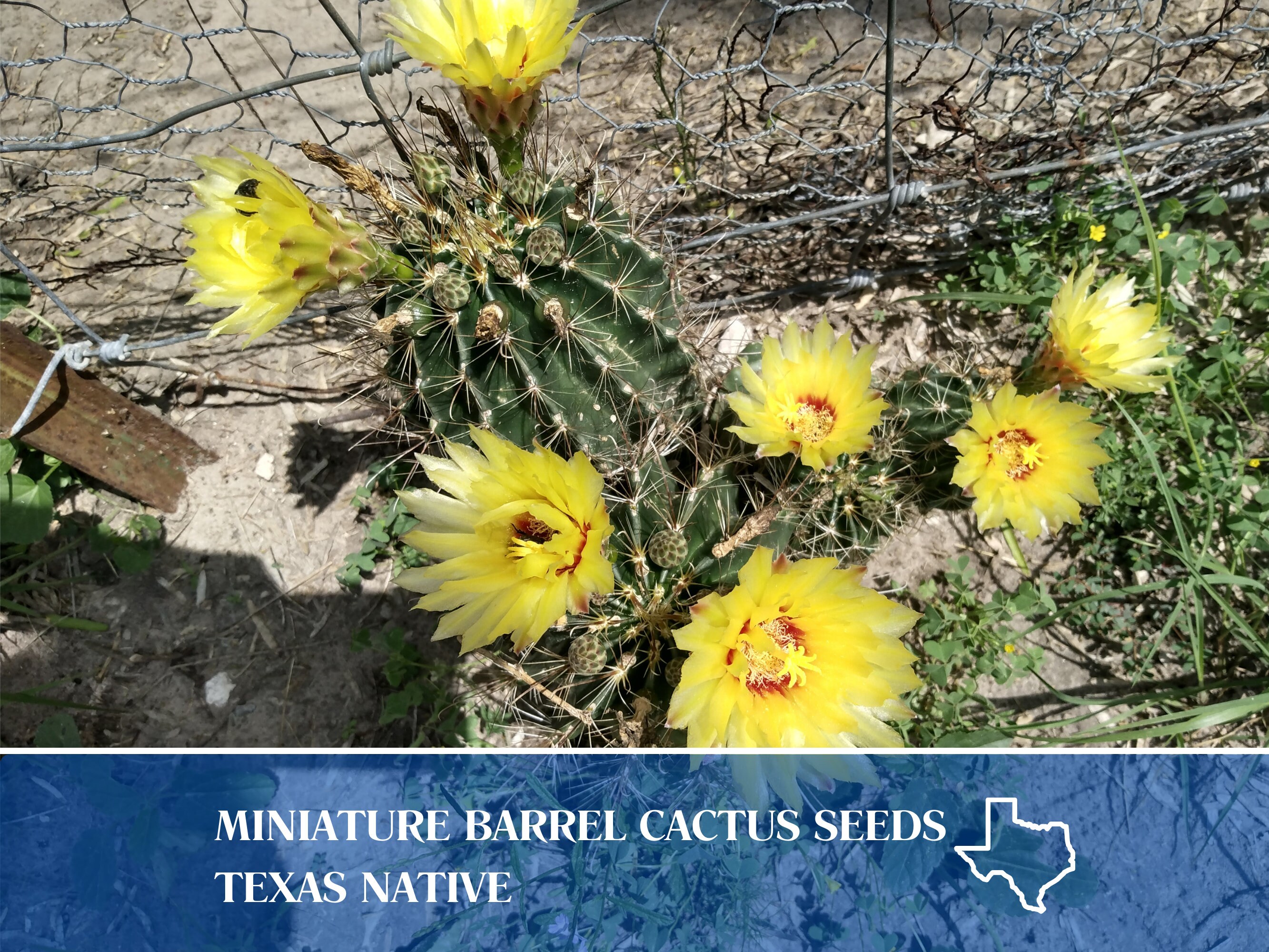 15 Hedgehog Cactus Seeds- Hamatocactus Setispinus - Etsy