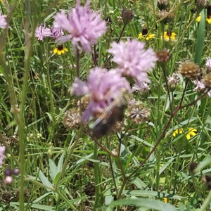 20 Texas Palafox Seeds - Palafoxia Texana - Etsy