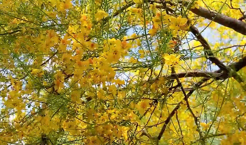 20 Retama Tree Seeds - Parkinsonia Aculeata - Etsy