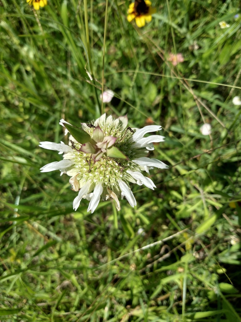 30 Lemon Bee Balm Seeds Monarda Citriodora - Etsy