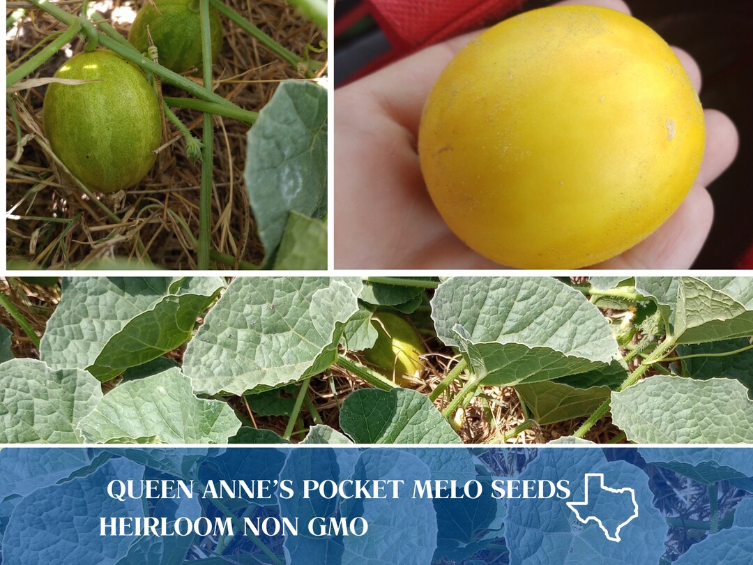 10 Queen Anne's Pocket Melon Seeds- Cucumis Melo Var. Dudaim - Etsy