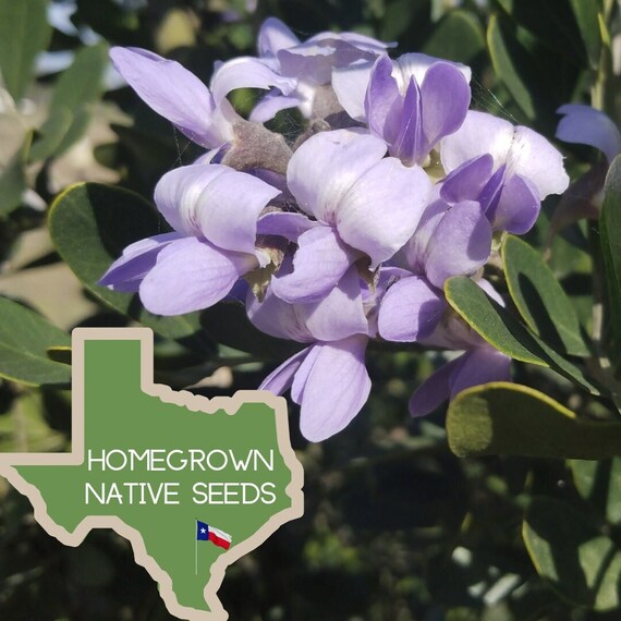 Sophora Secundiflora Seeds