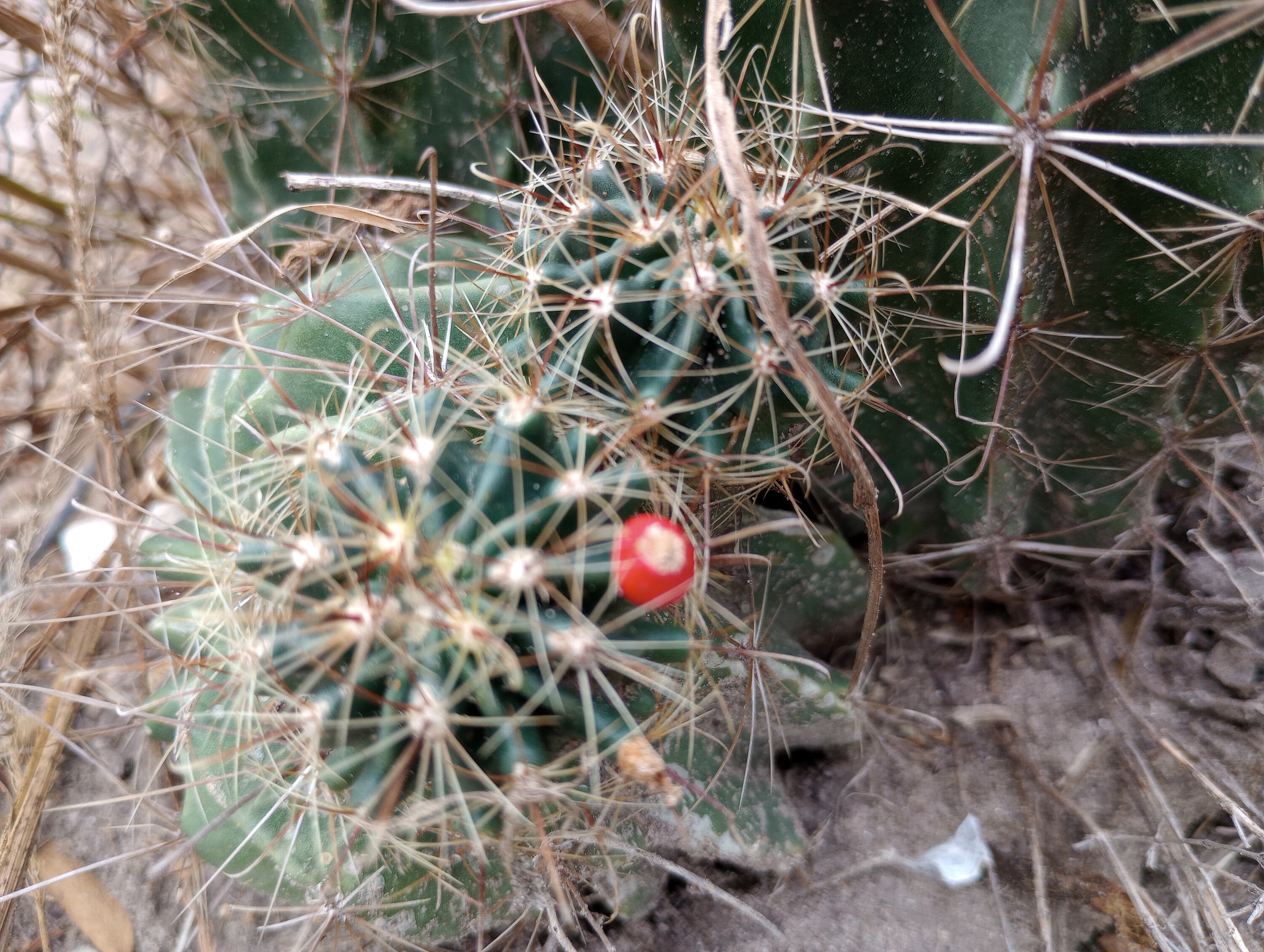 15 Hedgehog Cactus Seeds- Hamatocactus Setispinus - Etsy