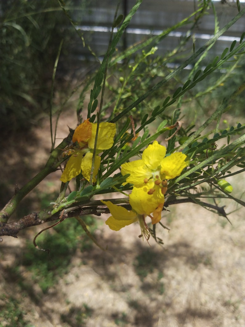 20 Retama Tree Seeds - Parkinsonia Aculeata - Etsy