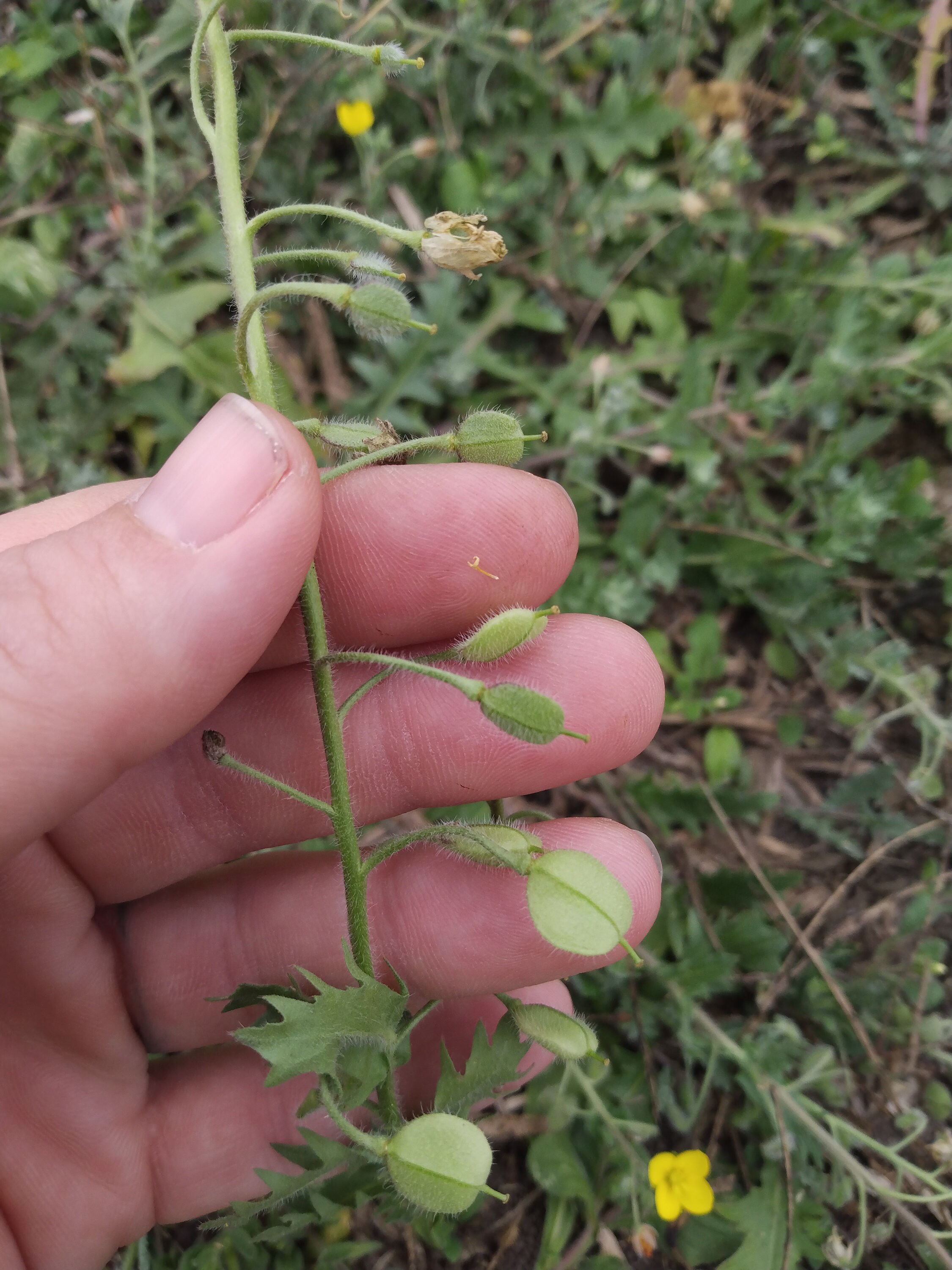 30 Roughpod Bladderpod Seeds Paysonia Lasiocarpa - Etsy