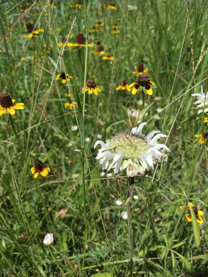 30 Lemon Bee Balm Seeds Monarda Citriodora - Etsy