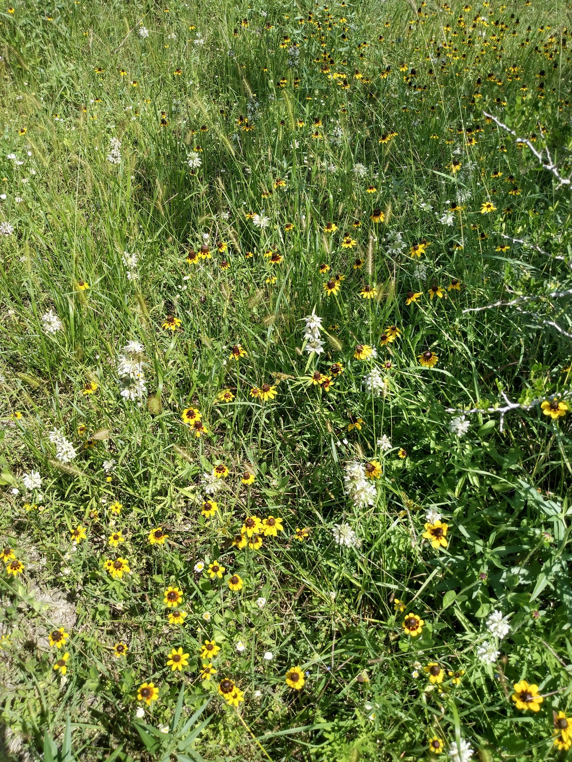 30 Lemon Bee Balm Seeds Monarda Citriodora - Etsy