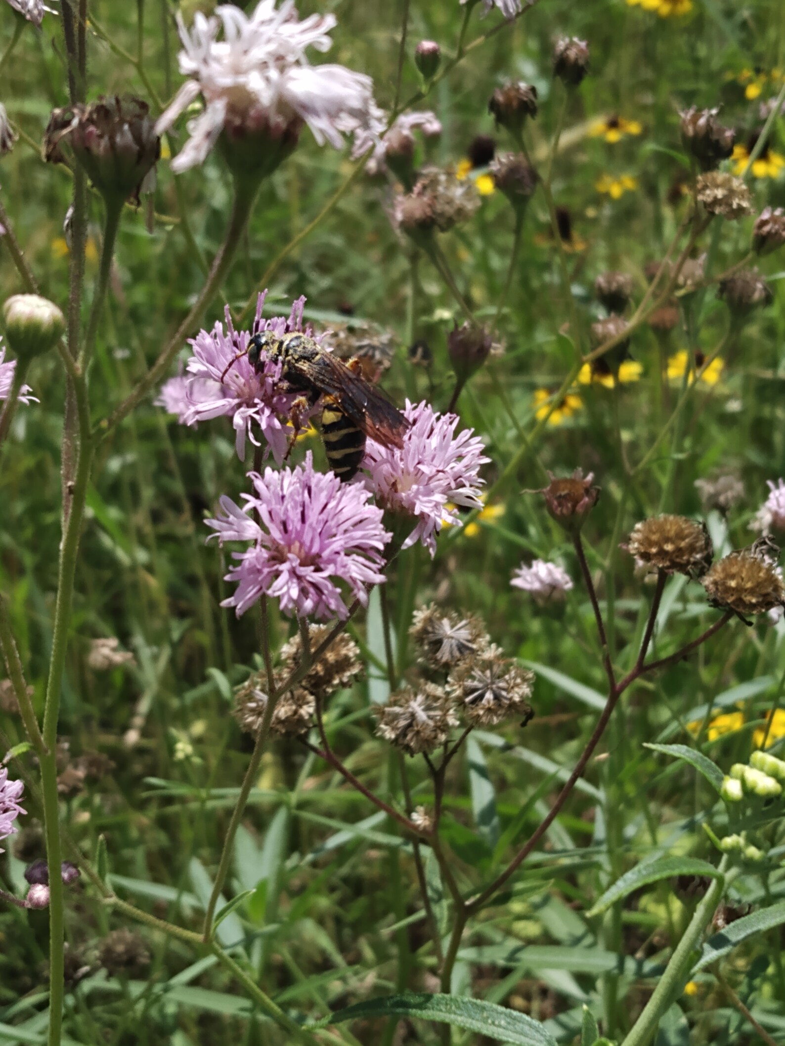 20 Texas Palafox Seeds - Palafoxia Texana - Etsy