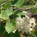 10 Climbing Milkweed Vine Seeds (funastrum Cynanchoides) | Monarch Host ...