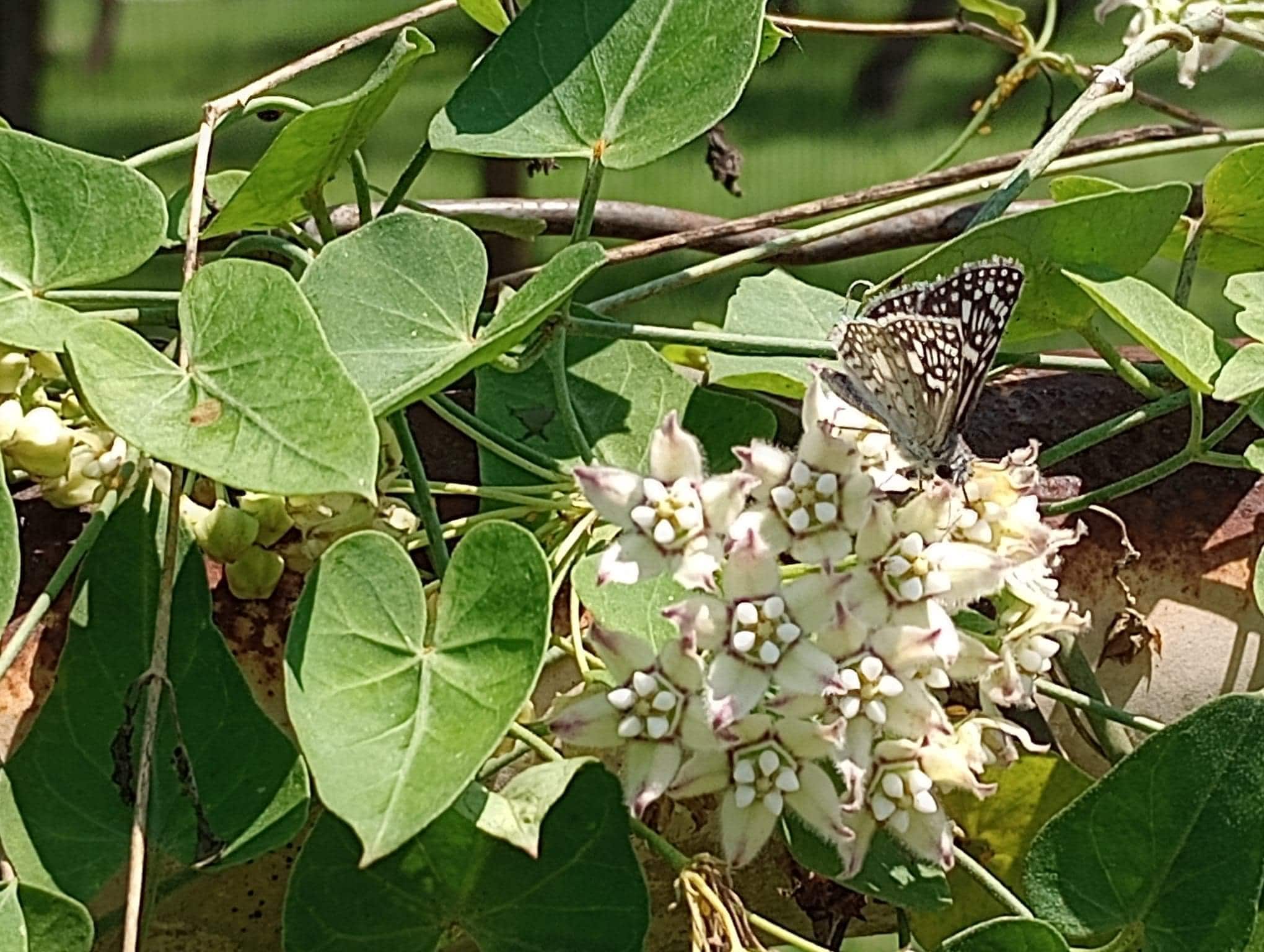 10 Climbing Milkweed Vine Seeds- Funastrum Cynanchoides - Etsy