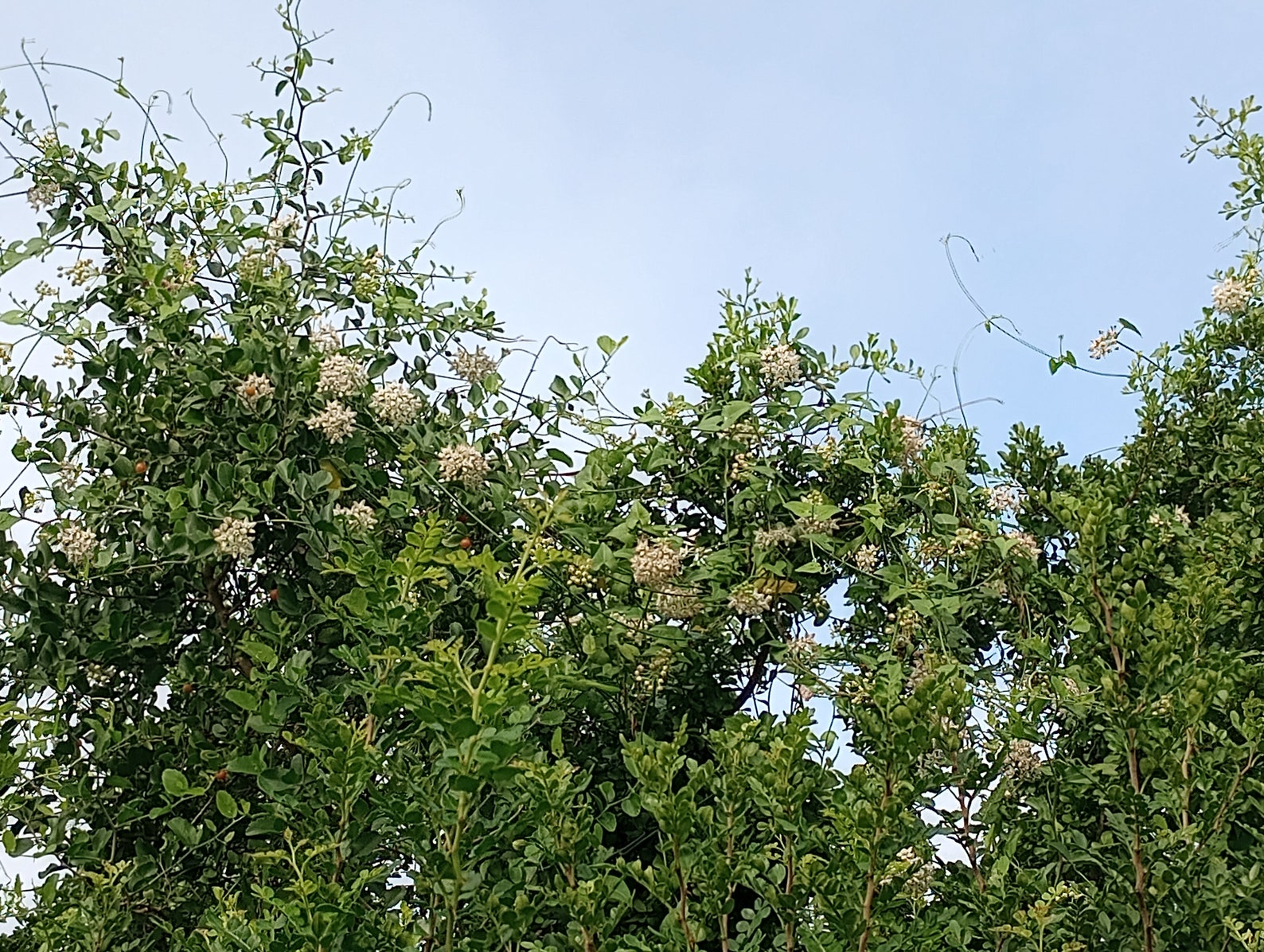 10 Climbing Milkweed Vine Seeds (funastrum Cynanchoides) | Monarch Host ...