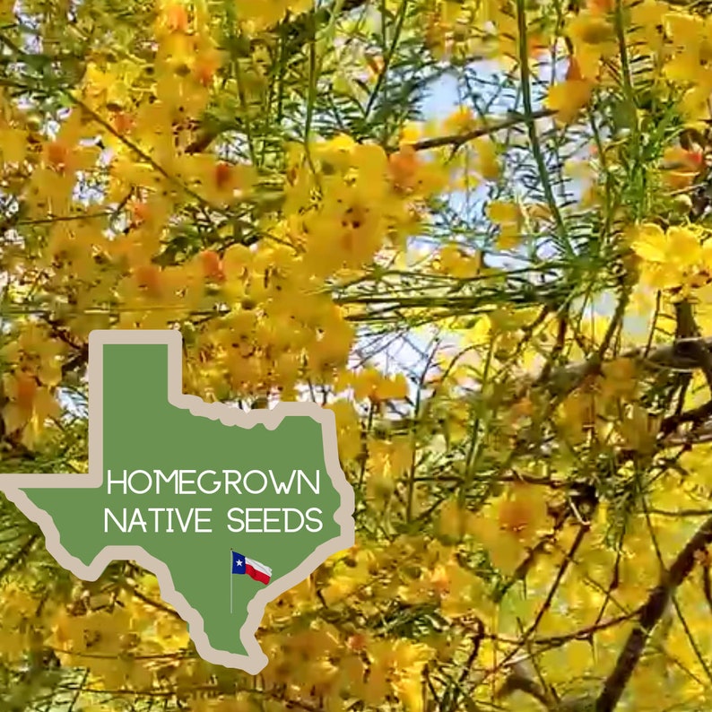 20 Retama Tree Seeds Parkinsonia Aculeata - Etsy