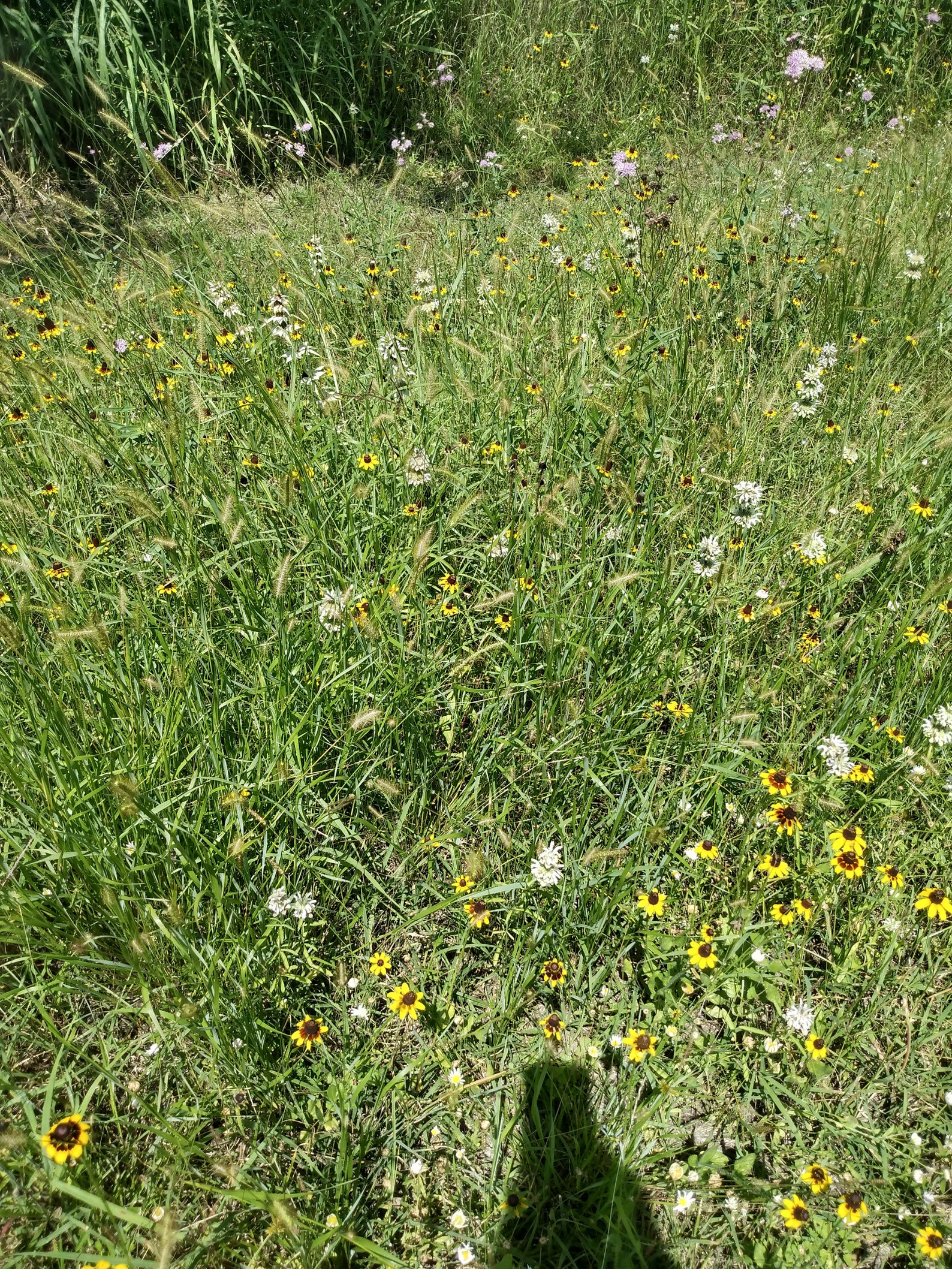 30 Lemon Bee Balm Seeds Monarda Citriodora - Etsy