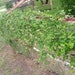 10 Climbing Milkweed Vine Seeds (funastrum Cynanchoides) | Monarch Host ...
