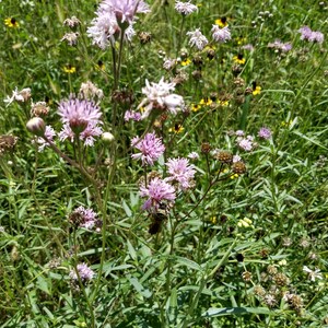 20 Texas Palafox Seeds - Palafoxia Texana - Etsy