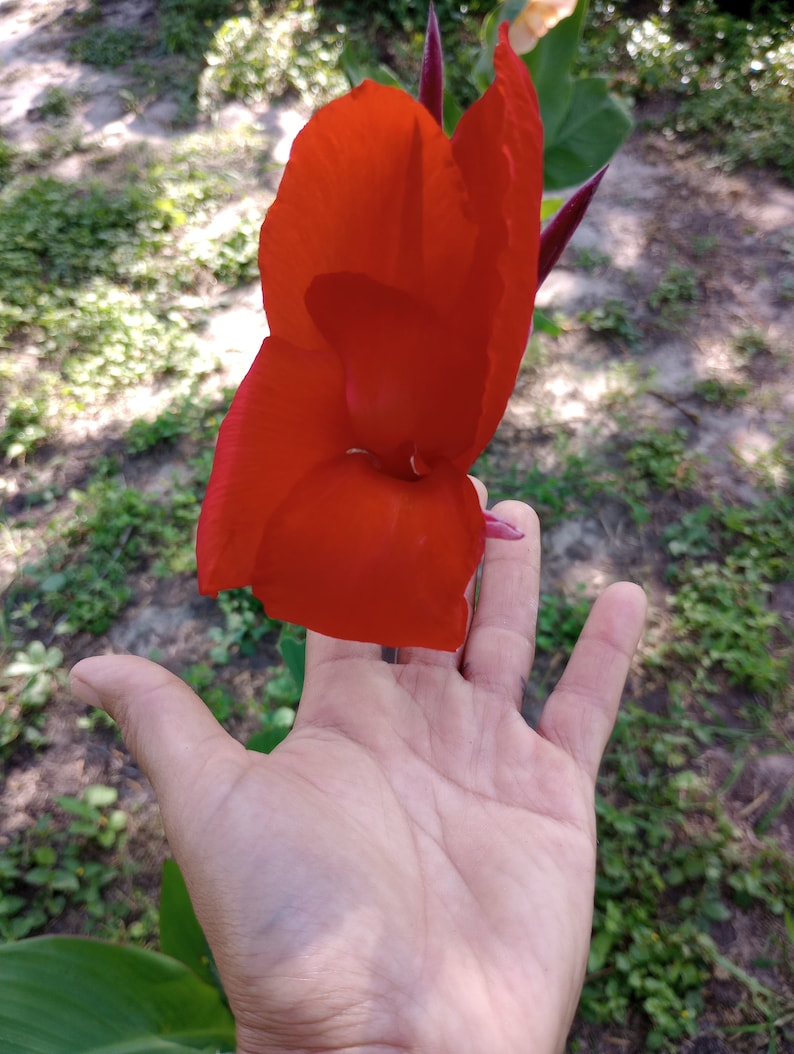 1 Ruby Red Canna Lily Bareroot Rhizome - Etsy