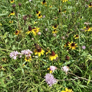 20 Texas Palafox Seeds - Palafoxia Texana - Etsy