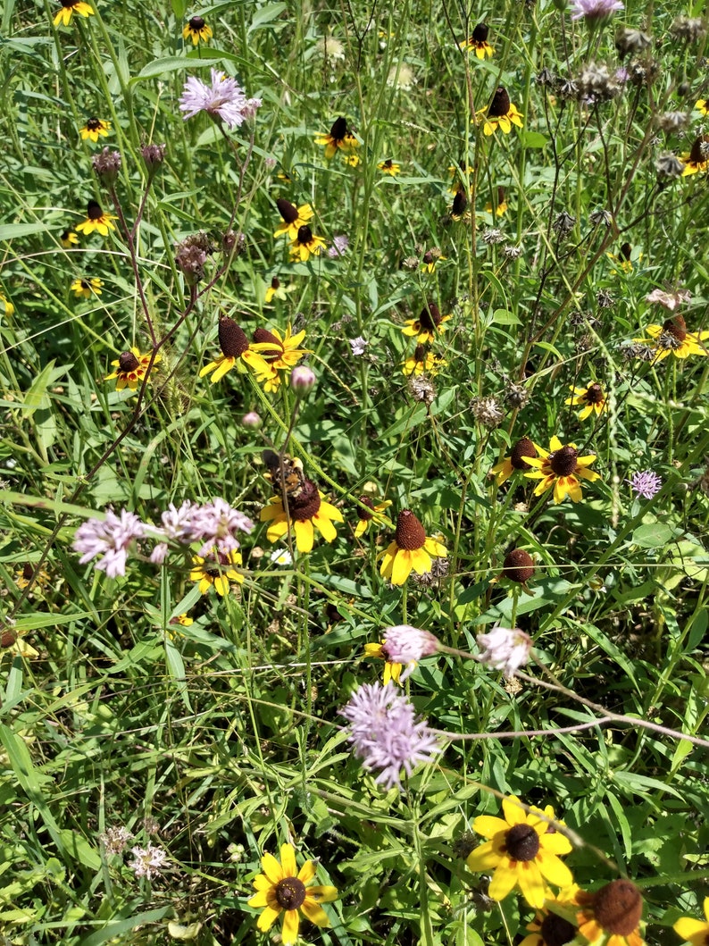 20 Texas Palafox Seeds - Palafoxia Texana - Etsy