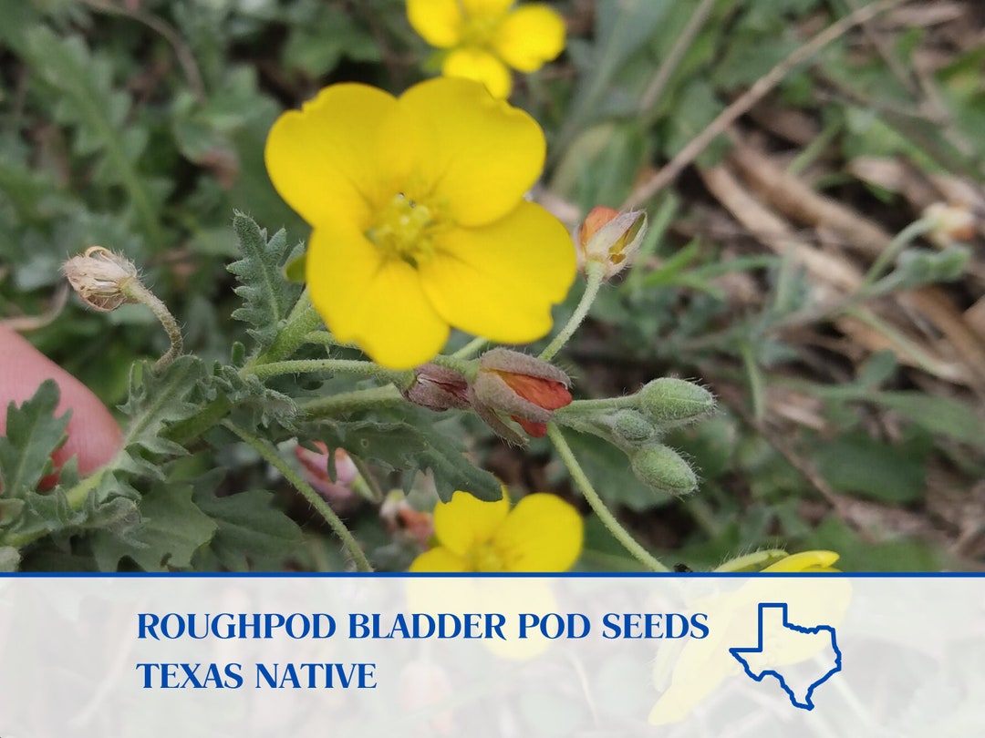 30 Roughpod Bladderpod Seeds Paysonia Lasiocarpa - Etsy