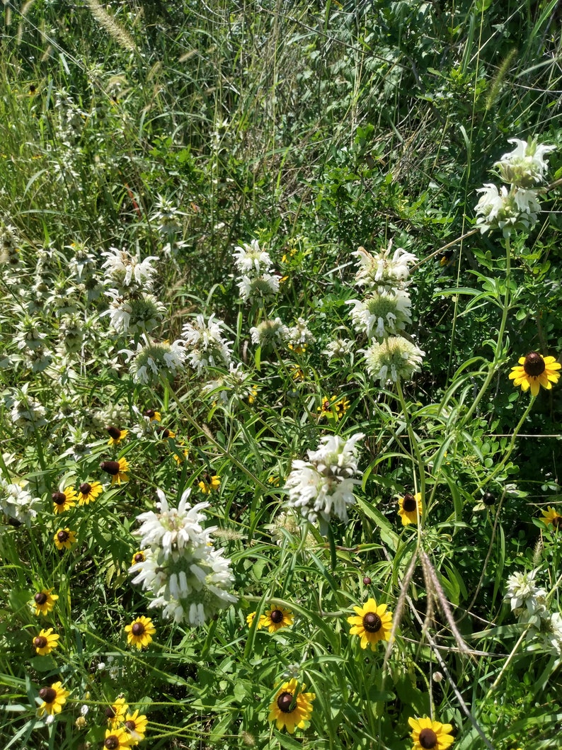 30 Lemon Bee Balm Seeds Monarda Citriodora - Etsy