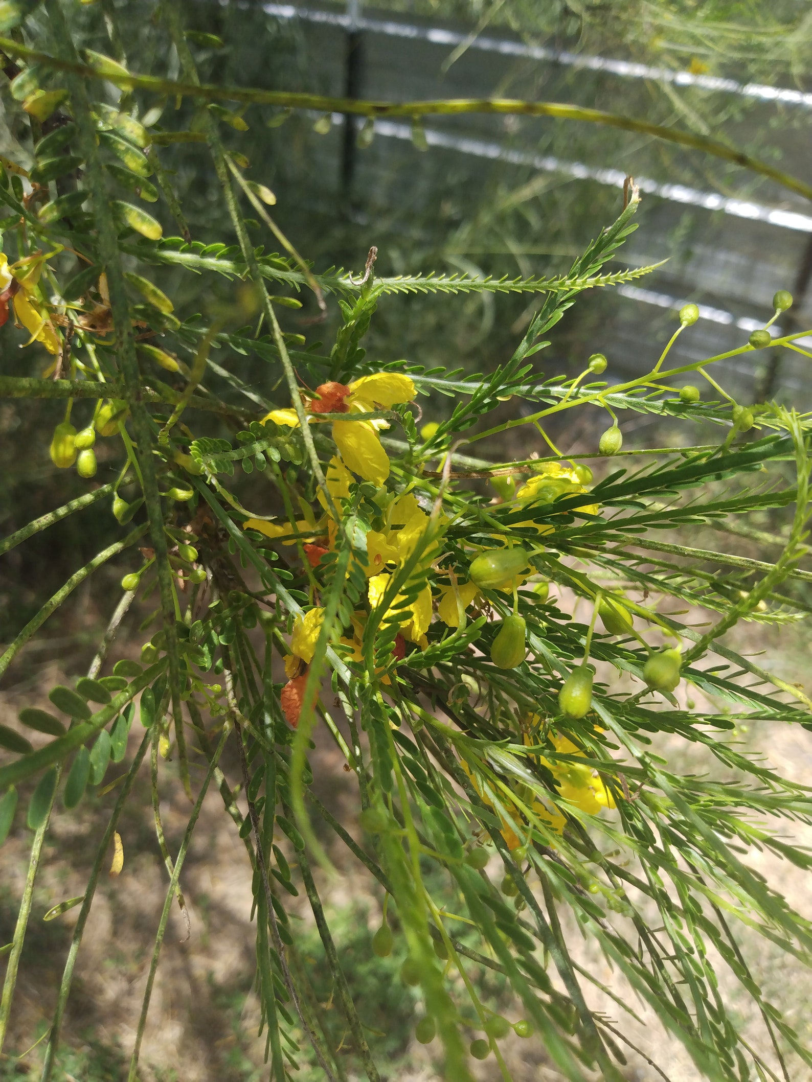 20 Retama Tree Seeds - Parkinsonia Aculeata - Etsy