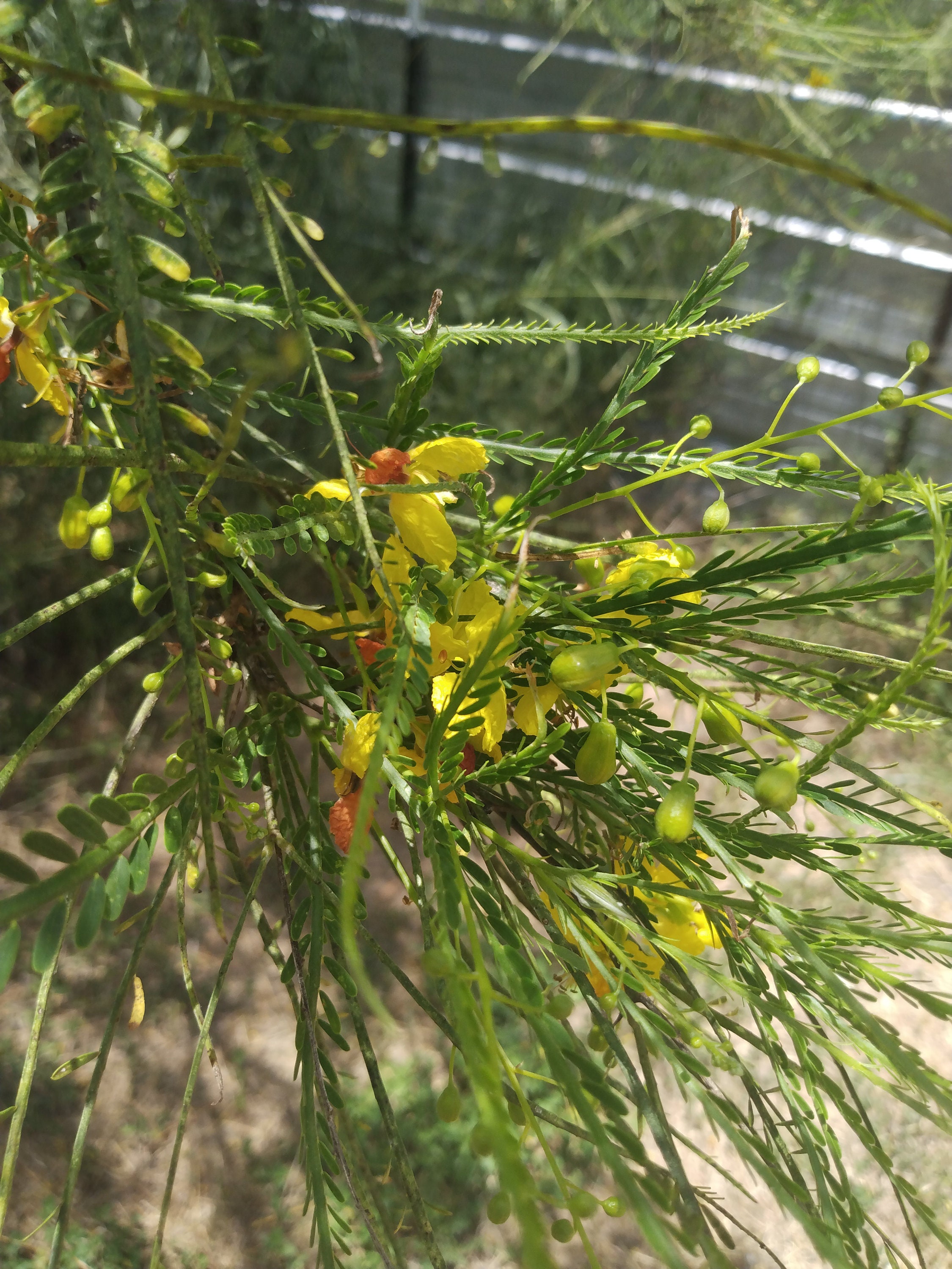 20 Retama Tree Seeds - Parkinsonia Aculeata - Etsy