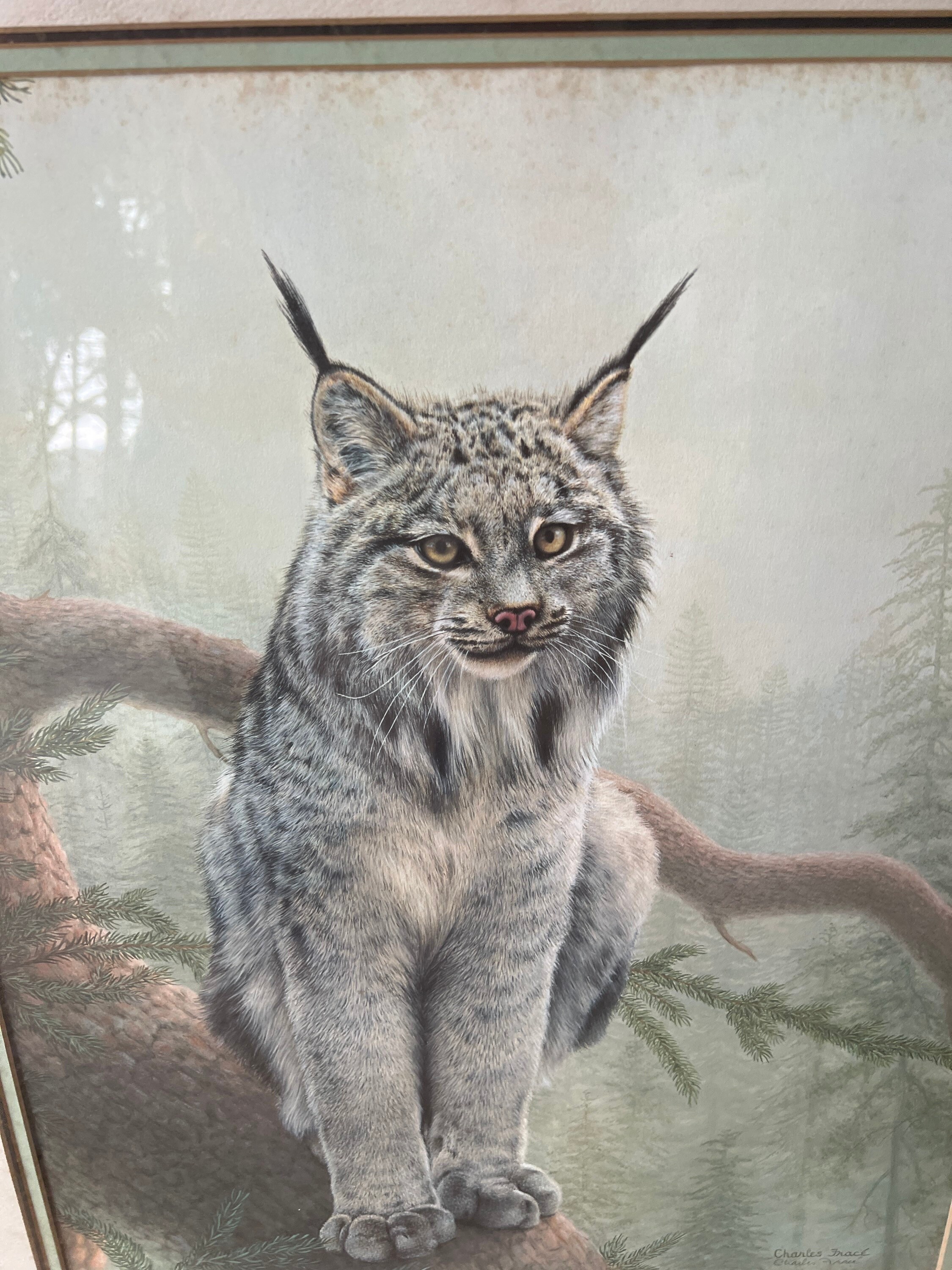 Charles Frace Print canada Lynx - Etsy