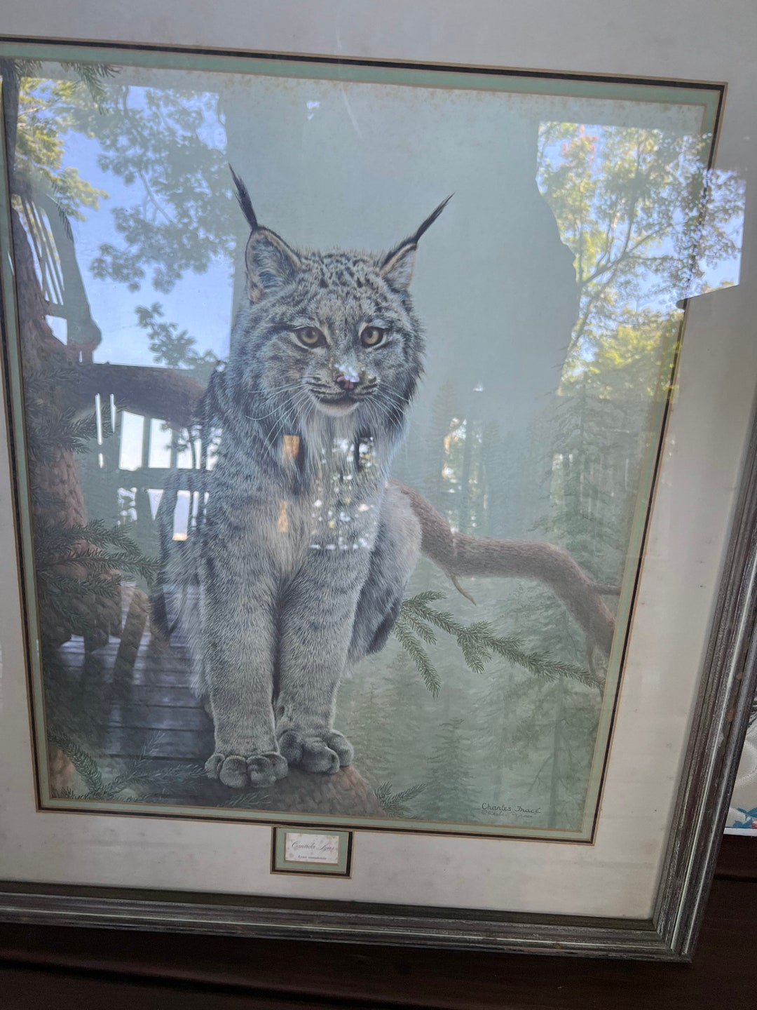 Charles Frace Print canada Lynx - Etsy