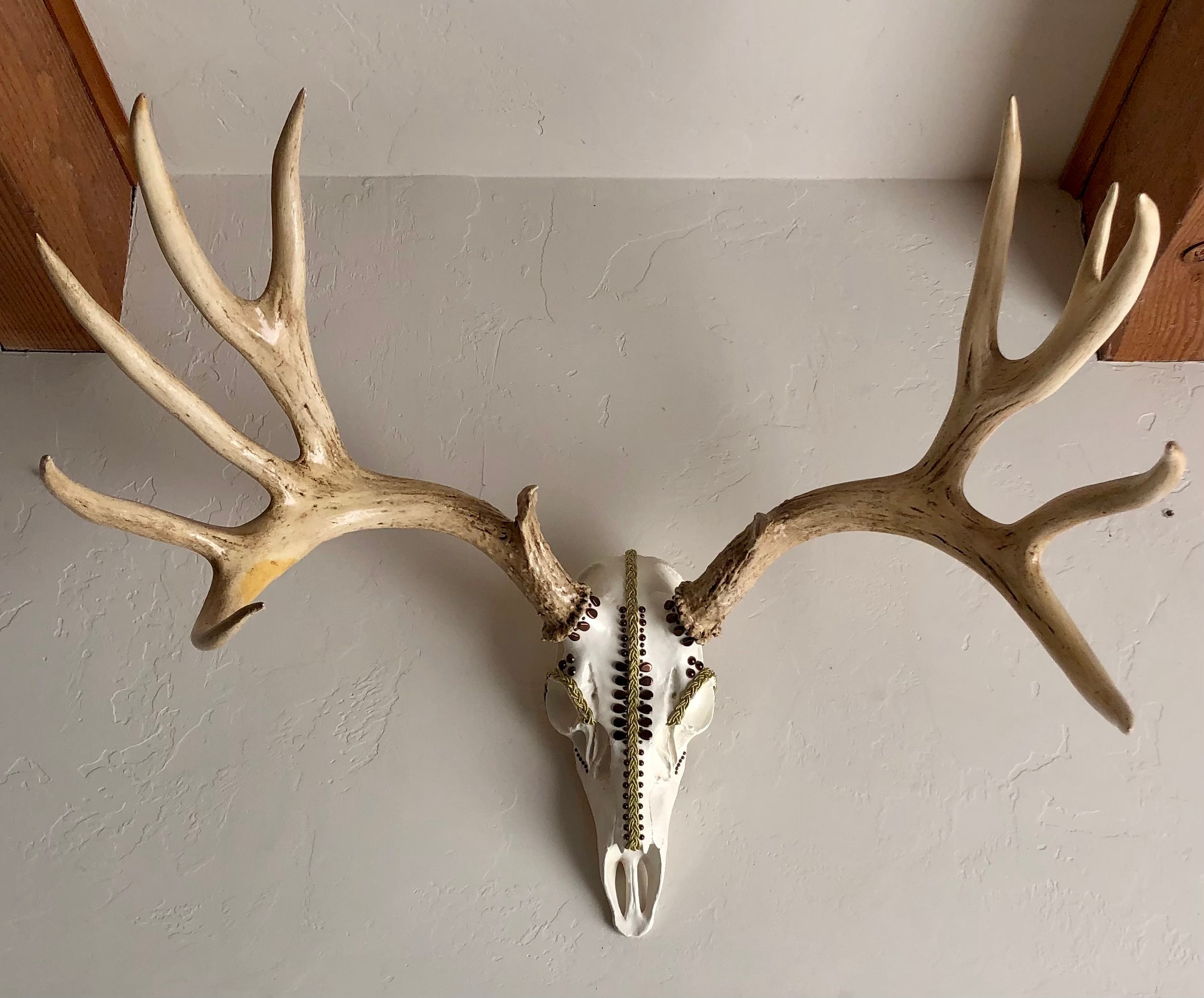 Deer Skull With Naturally Shed Antlers - Etsy