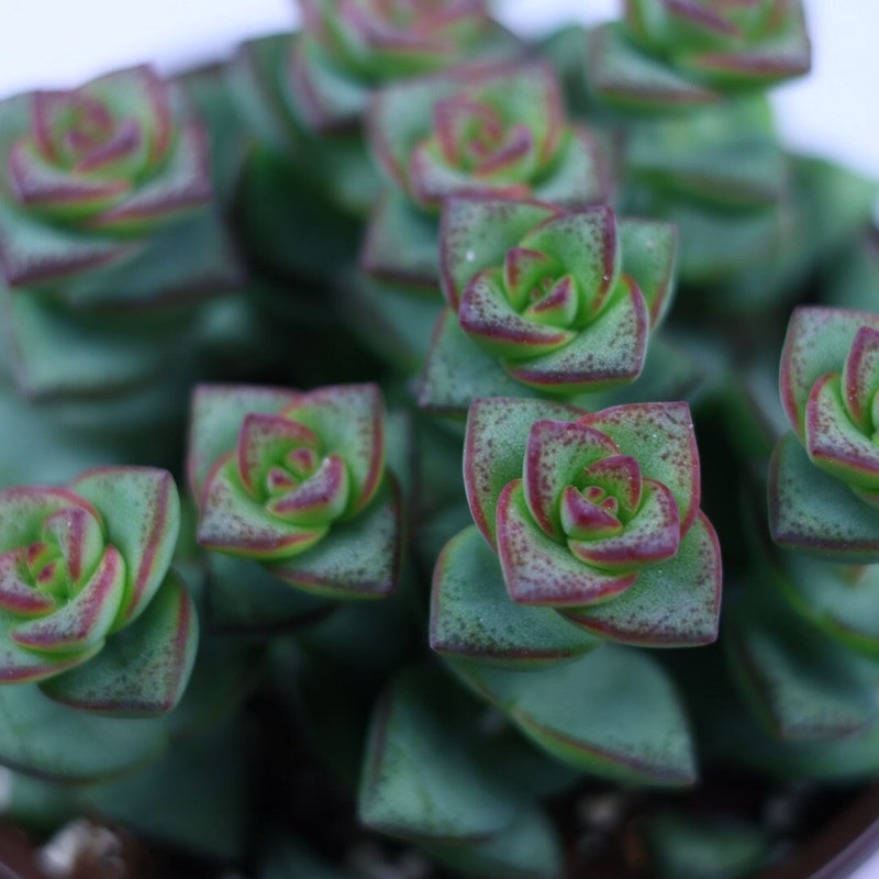 String of Buttons - Etsy