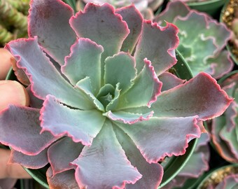 6 Rare Echeveria Blue Bird Live Succulent Plant Measures Aprox 4.5 to 6 Inches Wide - Etsy