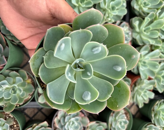 Echeveria Raindrops 4 - Etsy