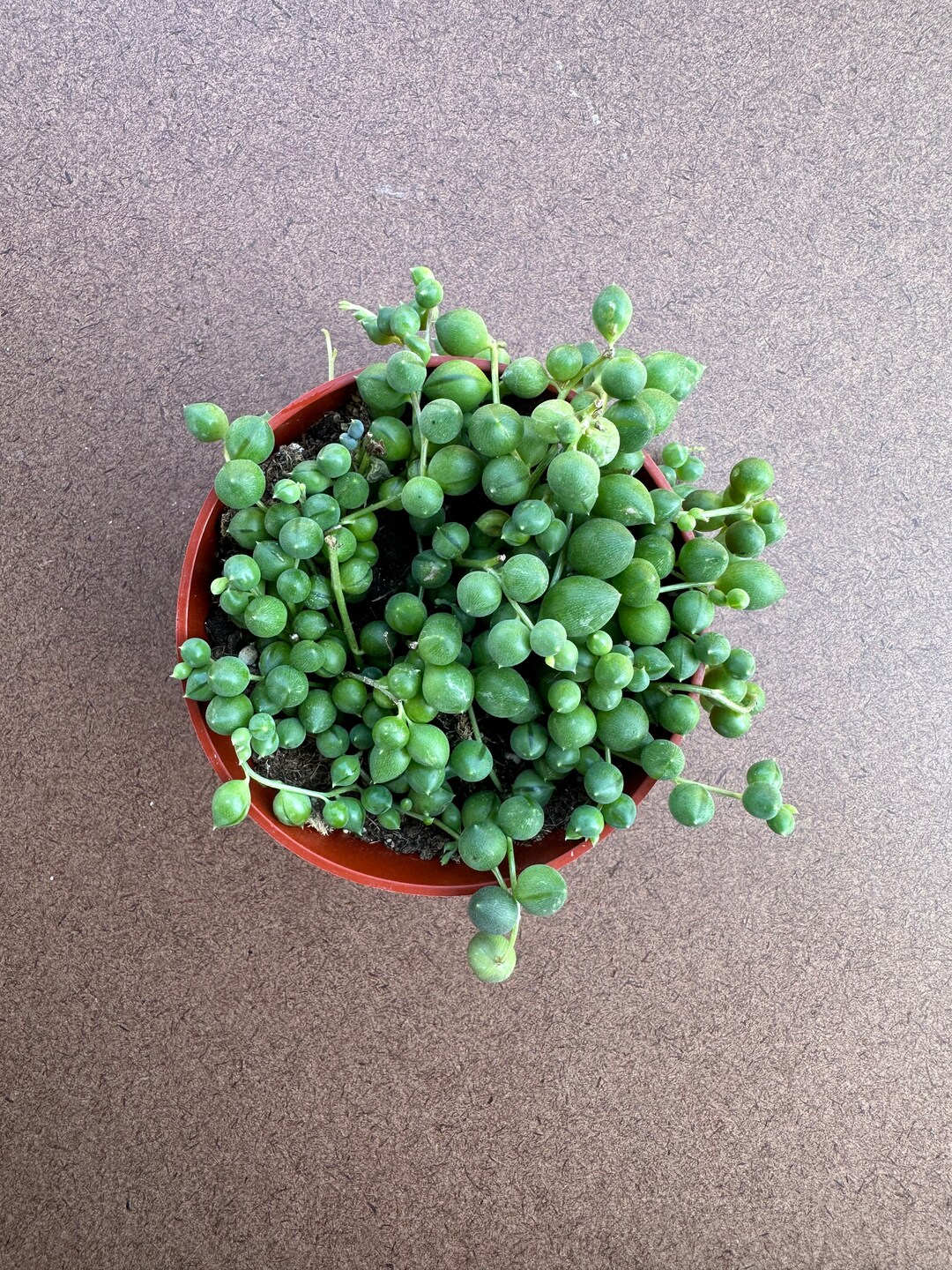String of Pearlss, Hanging Plant, Live Succulent - Etsy