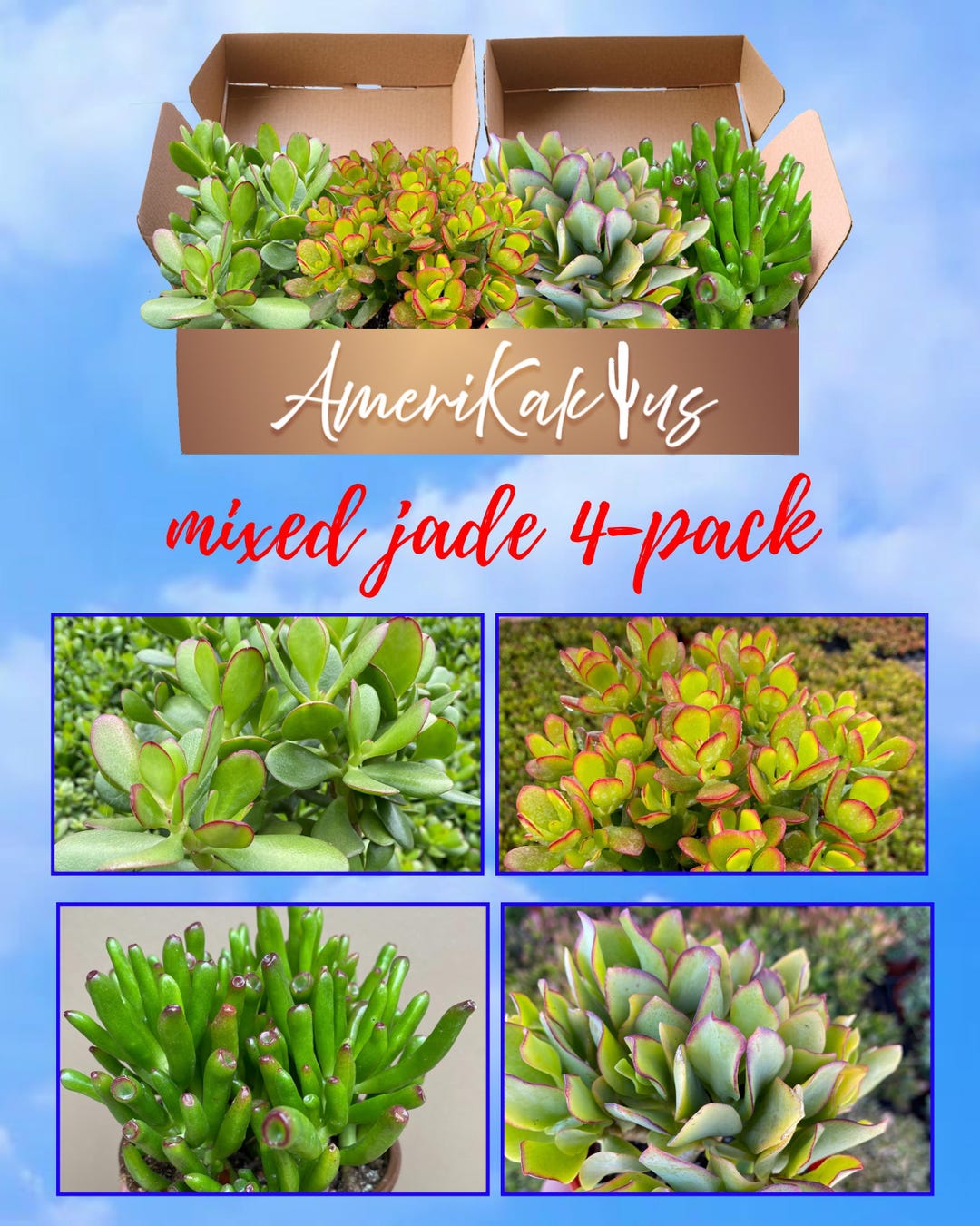 Jade Plant Sampler, Includes 4 Different Varieties: Regular Jade, Mini ...