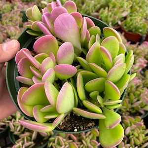 Trailing Jade - Etsy