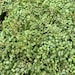 String of Turtles Peperomia Prostrata, Live Plant - Etsy