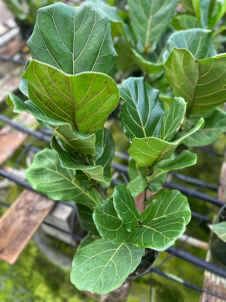 Fiddle Leaf Fig, Ficus Lyrata Live Plant (8”container) - Etsy