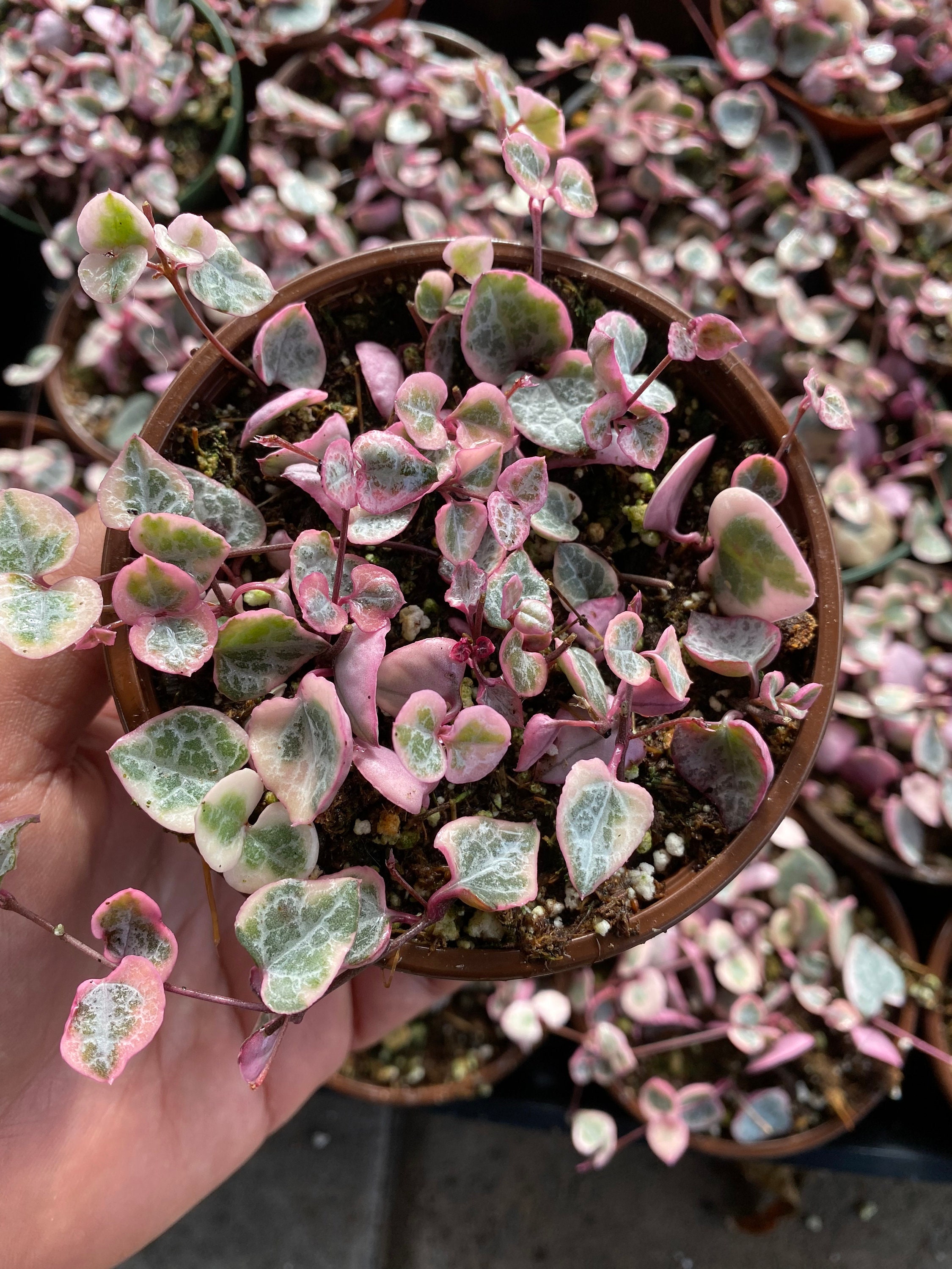 Variegated String of Hearts - Etsy