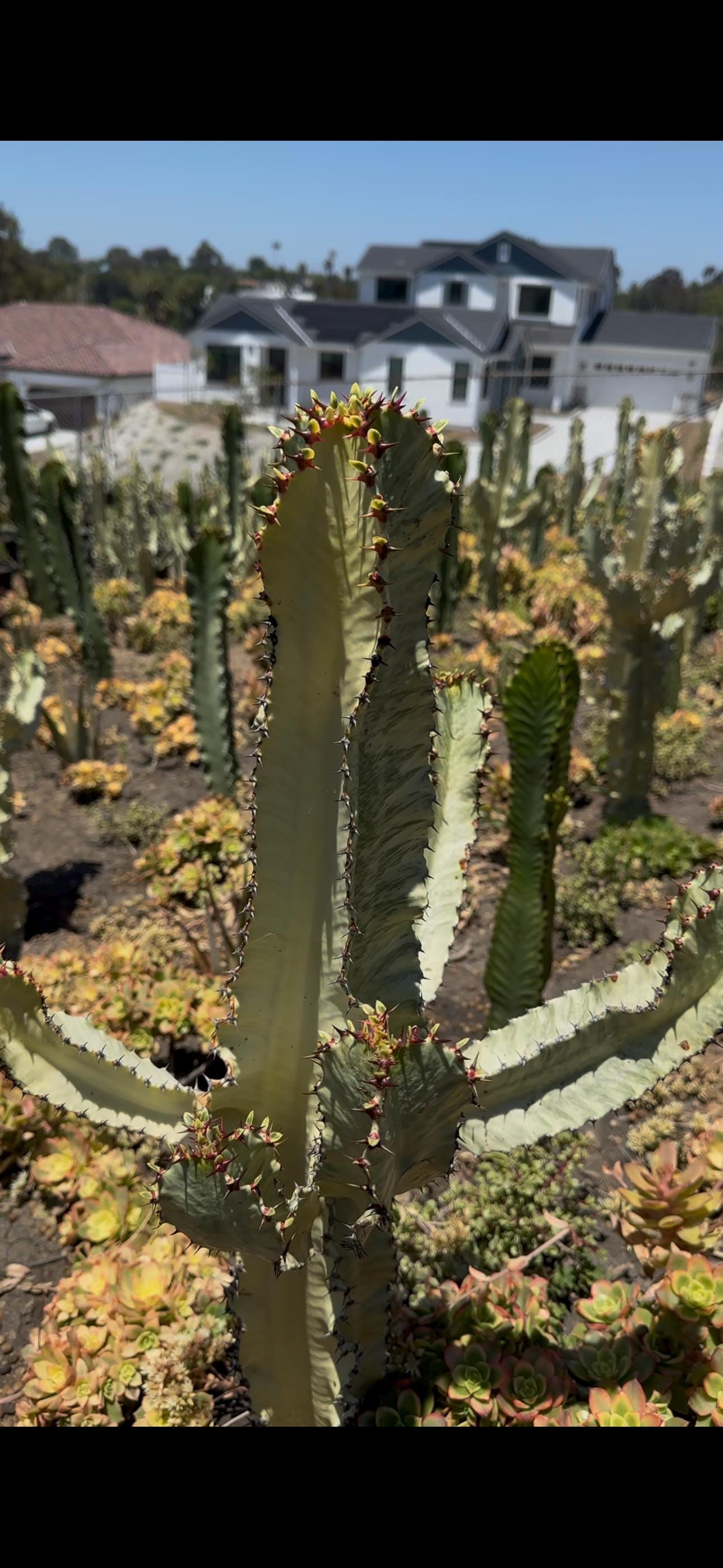 Variegated African Candelabra - Euphorbia Ammak Variegata - Etsy