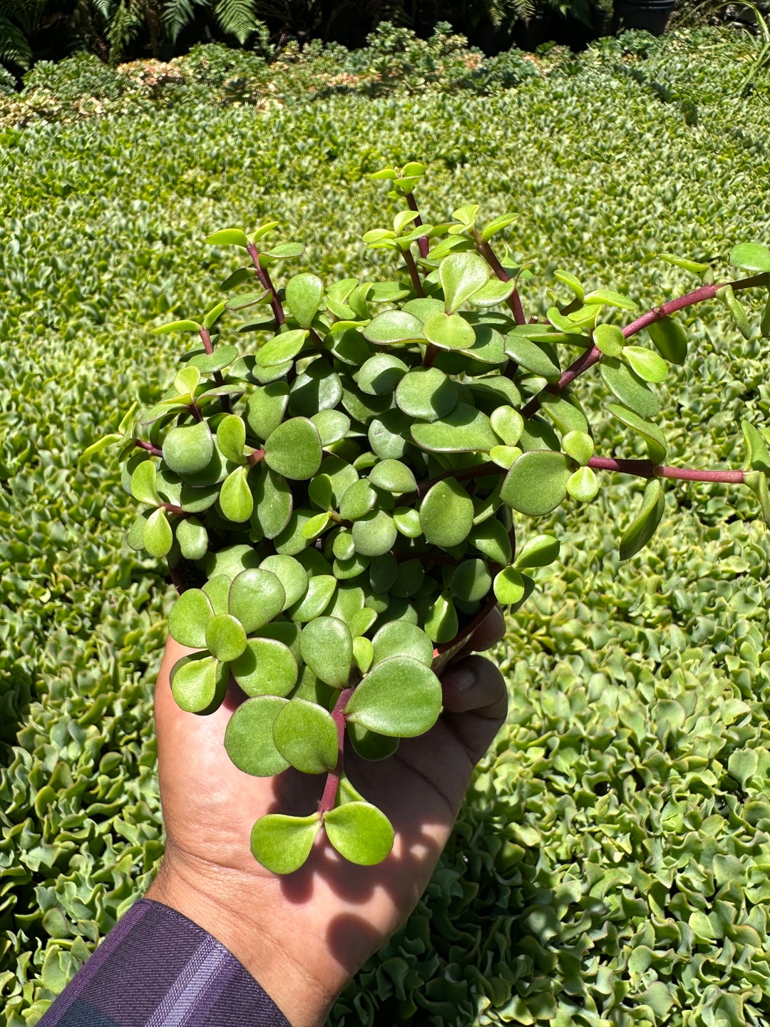 Portulacaria Afra Prostrata “trailing Elephant Bush” - Etsy