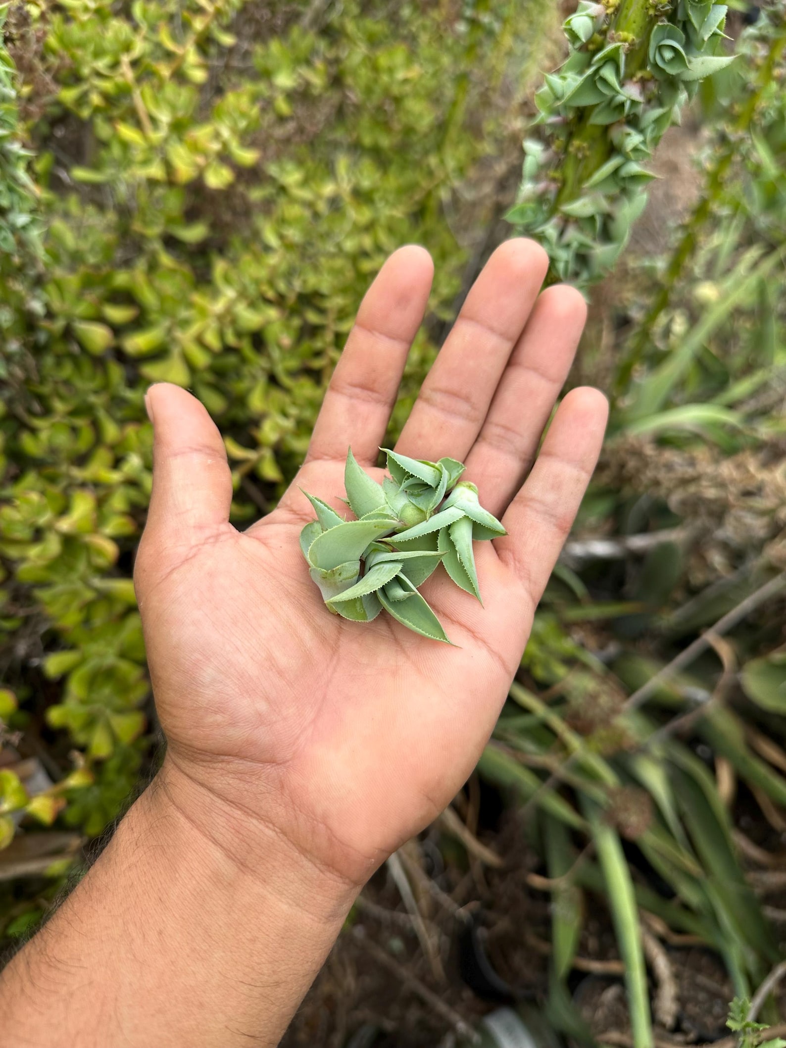 Agave Vilmoriniana, Octopus Agave (5 Pups) - Etsy