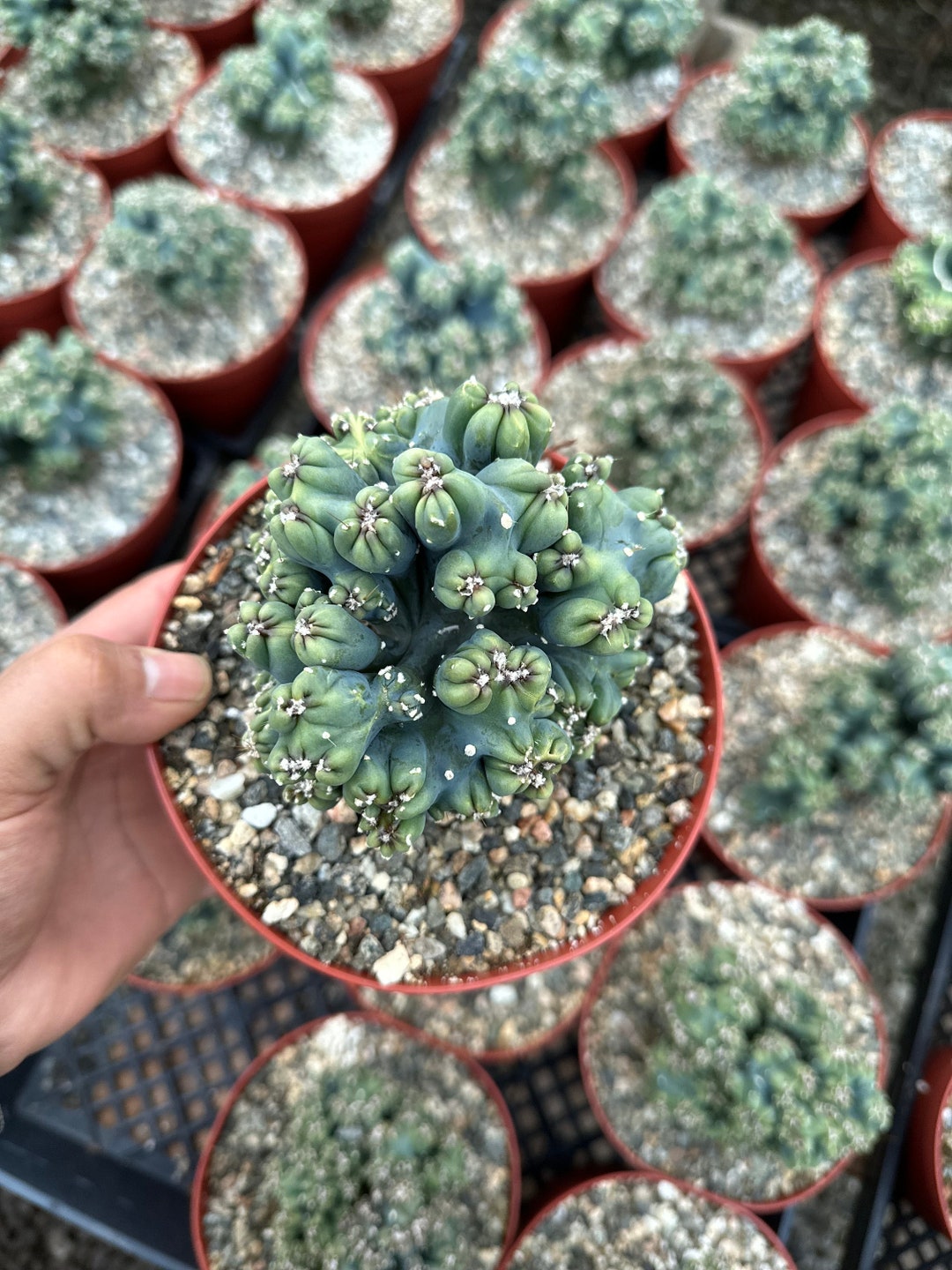 Cereus Forbesii Monstrose 'ming Thing' 4” - Etsy