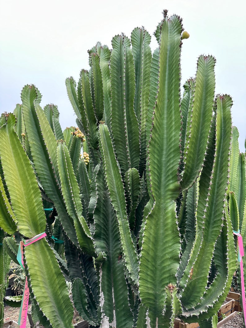 Euphorbia Ingens, Candelabra Tree (one Gallon, Rooted) Bare Root - Etsy